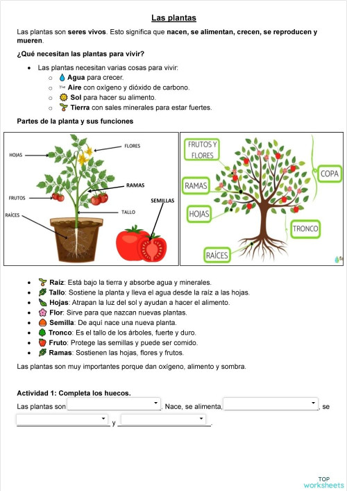 Ciclo de vida de las plantas. Ficha interactiva | TopWorksheets