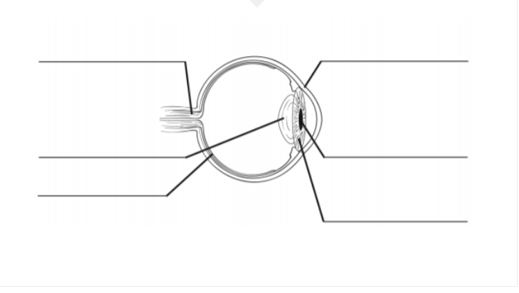 Parts of an eye. Interactive worksheet | TopWorksheets