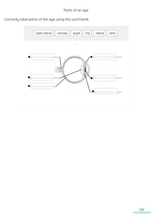 Parts of an eye. Interactive worksheet | TopWorksheets