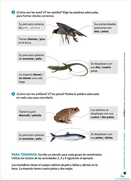 CÓMO SON LAS AVES, REPTILES, ANFÍBIOS Y PECES. Ficha interactiva ...