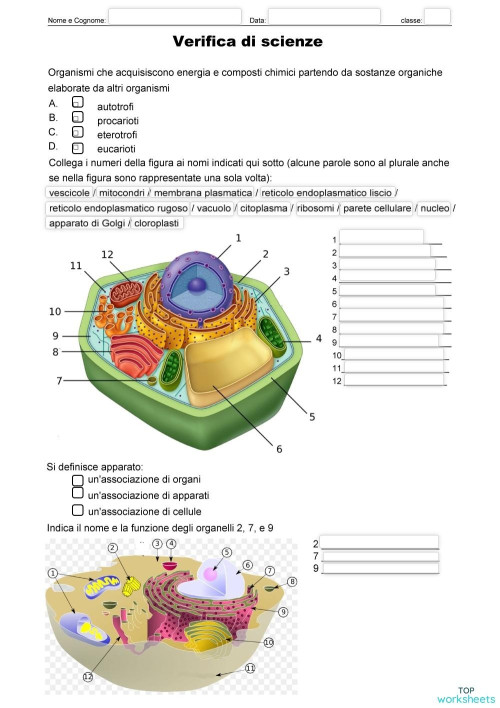 verifica cell2. Scheda interattiva | TopWorksheets