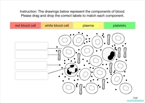 Components of blood. Interactive worksheet | TopWorksheets