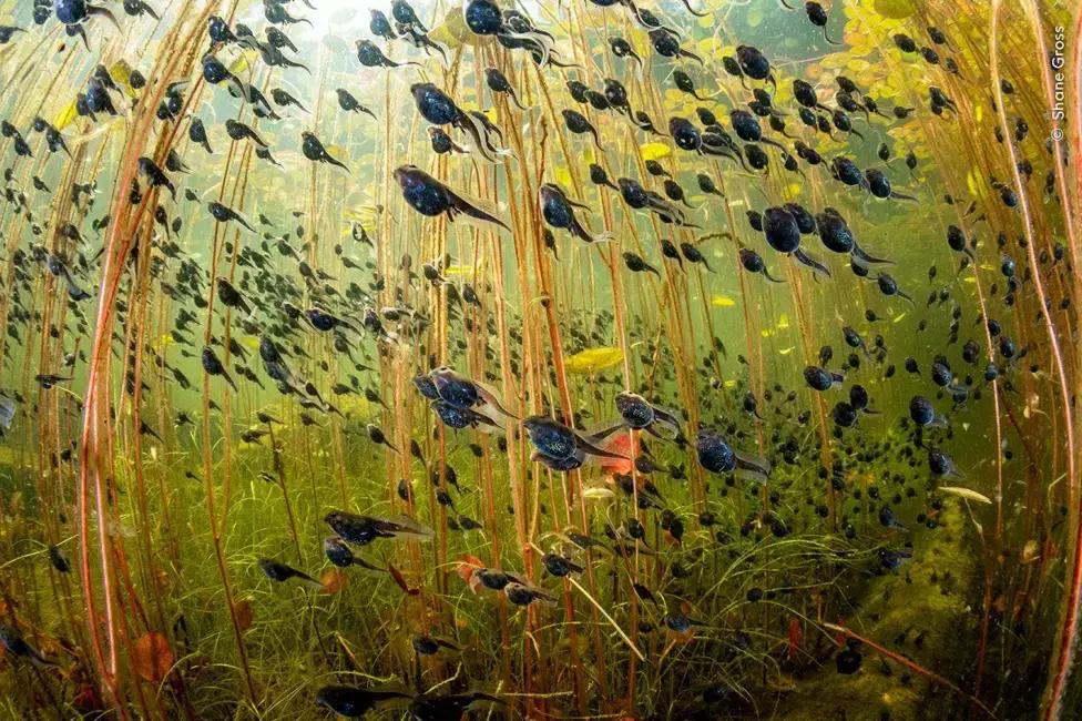 Topic: Environment - Wildlife Photography of the Year. Interactive ...