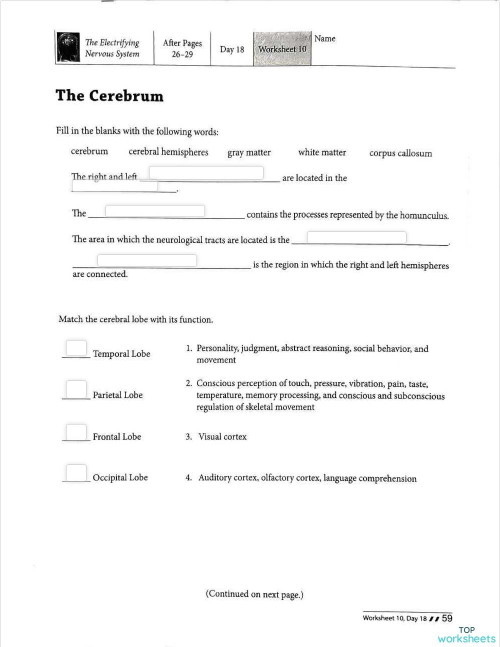 Worksheet 10: The Cerebrum Pg 59-60. Interactive worksheet | TopWorksheets