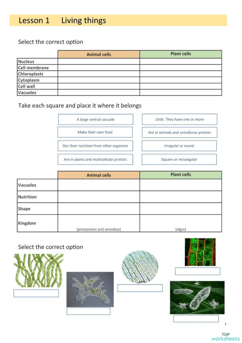 Natural Lesson 1 Living things. I. Interactive worksheet | TopWorksheets