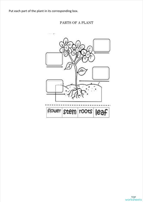 Parts of a plant. Interactive worksheet | TopWorksheets