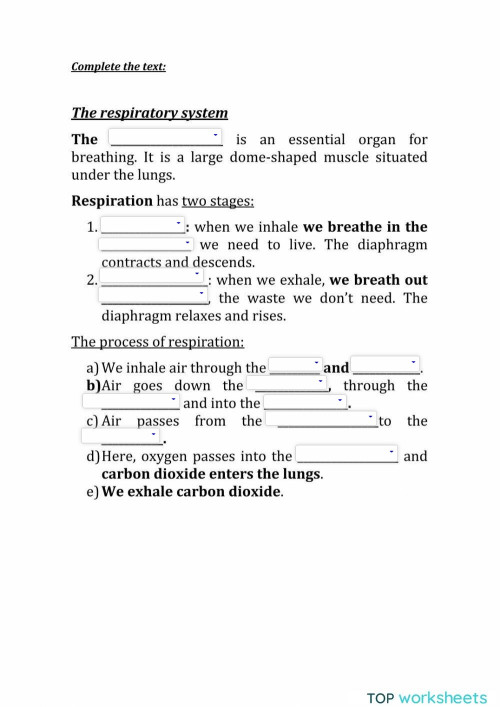 The respiratory system. Interactive worksheet | TopWorksheets