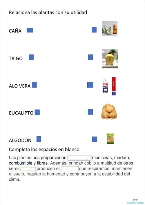 PARTES DE LA PLANTA. Ficha interactiva | TopWorksheets