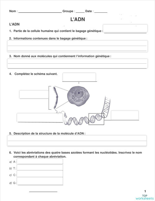 Exercice ADN. Fiche interactive | TopWorksheets