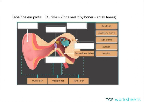 Label the ear parts. Interactive worksheet | TopWorksheets