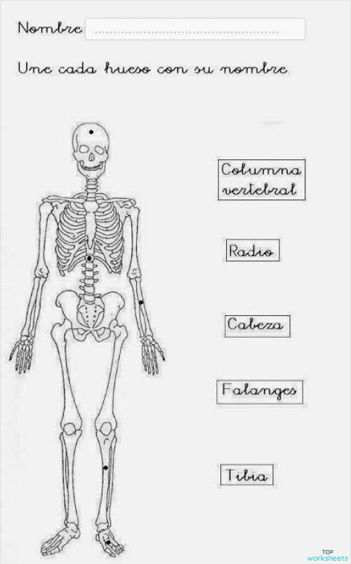 LOS HUESOS. Ficha interactiva | TopWorksheets