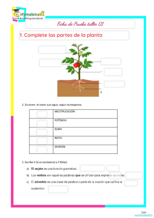 Plantas: fichas interactivas y ejercicios online | TopWorksheets