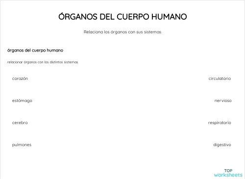 ÓRGANOS DEL CUERPO HUMANO. Ficha interactiva | TopWorksheets