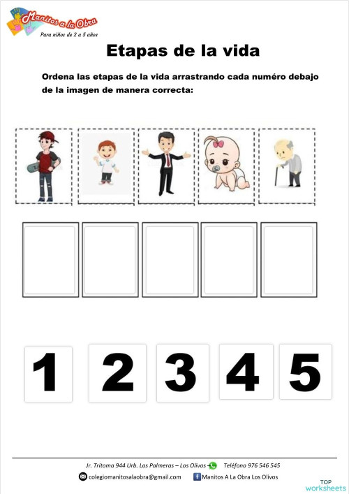 Etapas de la Vida. Ficha interactiva | TopWorksheets