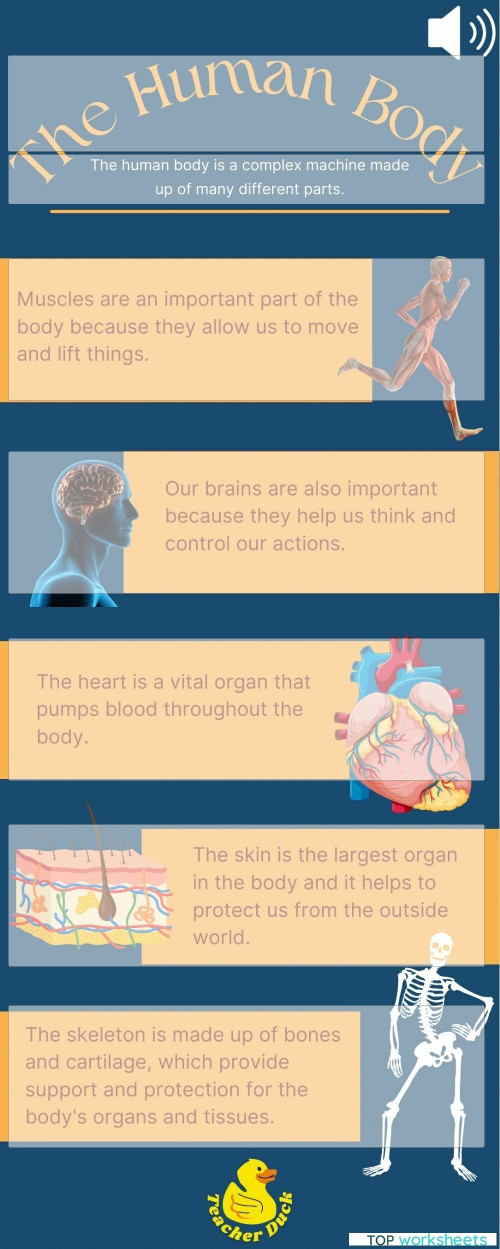 The Human Body. Interactive worksheet | TopWorksheets
