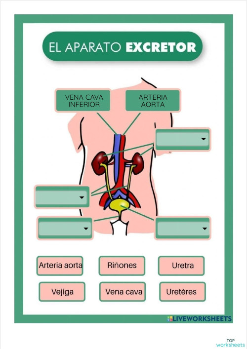 CN5 - S23 - ANTES DE LA CLASE. Ficha interactiva | TopWorksheets