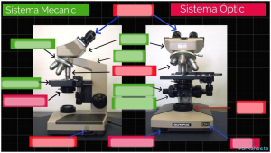 Parts del microscopi òptic. Fitxa interactiva | TopWorksheets