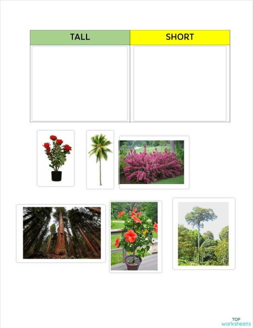 TALL AND SMALL. Interactive worksheet | TopWorksheets