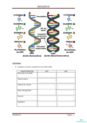 ADN Y ARN. Ficha interactiva | TopWorksheets