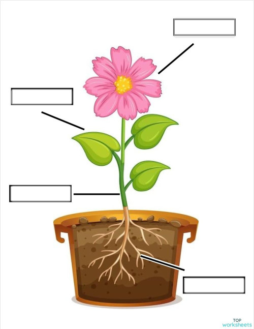 Parts and Function of Parts of Plants. Interactive worksheet | TopWorksheets
