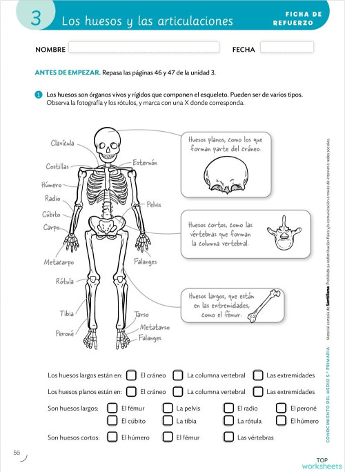 Tamaño de los huesos. Ficha interactiva | TopWorksheets