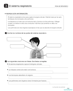 Hoja De Trabajo Sobre El Etiquetado Del Sistema Respiratorio