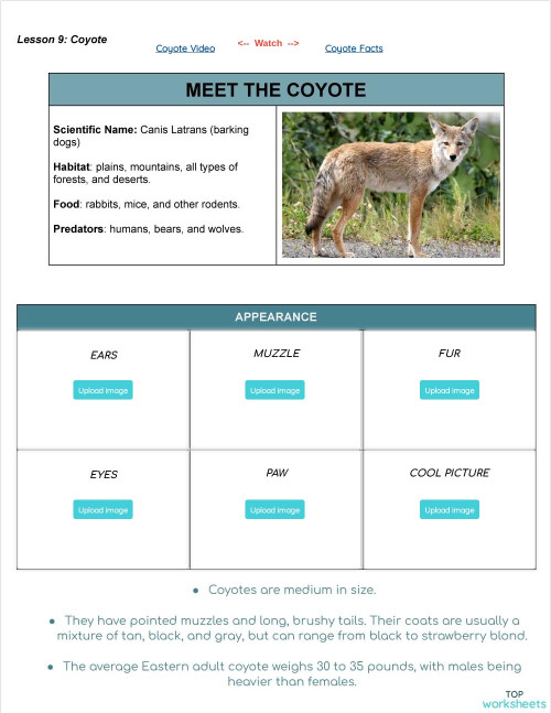 Lesson 9 Coyotes. Interactive worksheet | TopWorksheets