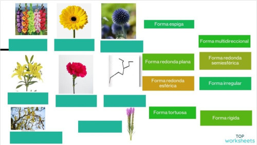 FORMAS DE LAS FLORES. Ficha interactiva | TopWorksheets