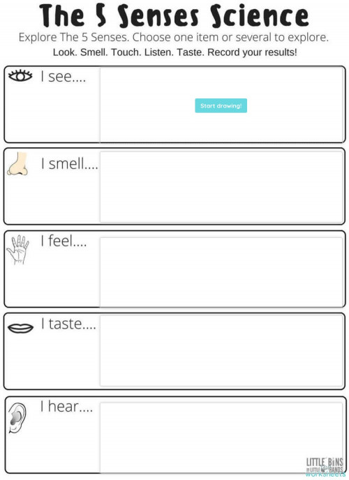 5 Senses Science. Interactive worksheet | TopWorksheets