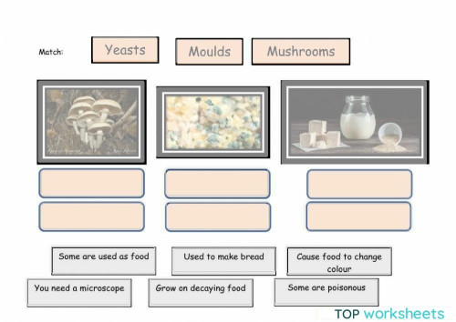 Fungi. Interactive worksheet | TopWorksheets