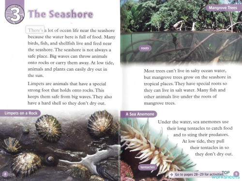 The Seashore. Interactive worksheet | TopWorksheets