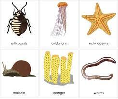 Discover animals. Interactive worksheet | TopWorksheets
