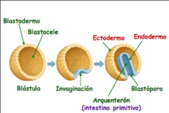 Formación de la gástrula diblástica 1. Ficha interactiva | TopWorksheets