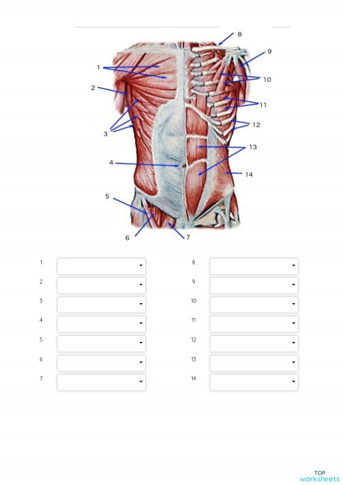 Muscles Thorax (2). Fiche interactive | TopWorksheets