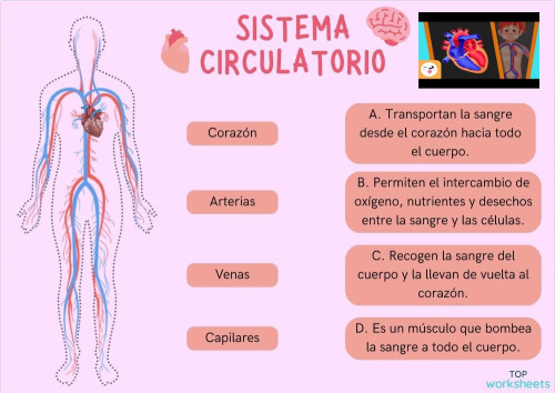 Sistema Circulatorio. Ficha interactiva | TopWorksheets