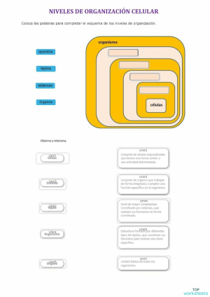 Niveles de organización celular . Ficha interactiva | TopWorksheets