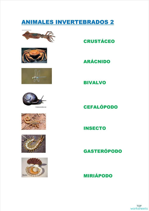 Animales invertebrados 2. Ficha interactiva | TopWorksheets