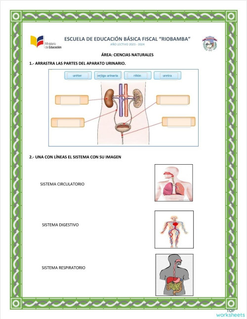 Ficha Interactiva De Aparatos Y Sistemas Del Cuerpo Humano Para Quinto