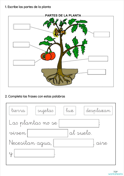 Ficha Online De Las Plantas Para Primero De Primaria Puedes Hacer Los