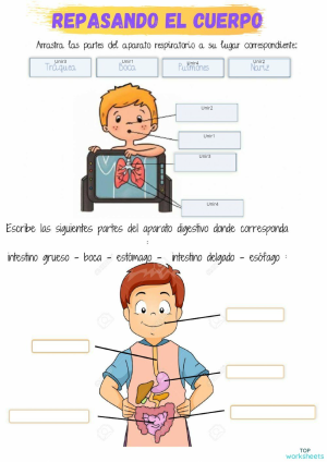 Aparatos del cuerpo humano y órganos. Ficha interactiva | TopWorksheets