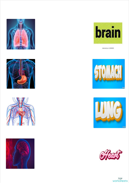 Match the organs. Interactive worksheet | TopWorksheets