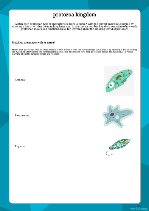 protozoa kingdom. Interactive worksheet | TopWorksheets