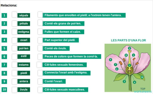 Parts de la flor. Fitxa interactiva | TopWorksheets