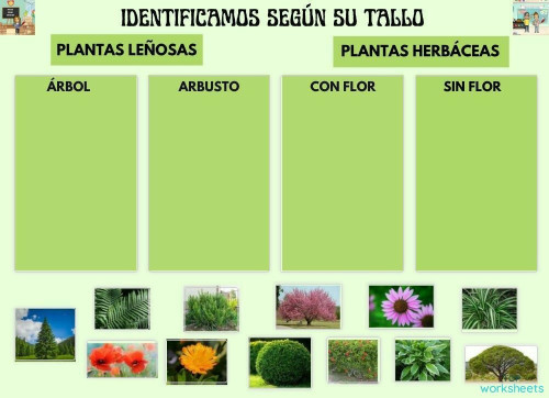 Identificamos Plantas. Ficha interactiva | TopWorksheets