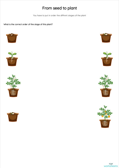 Food, body, mirrors, periscope. Interactive worksheet | TopWorksheets