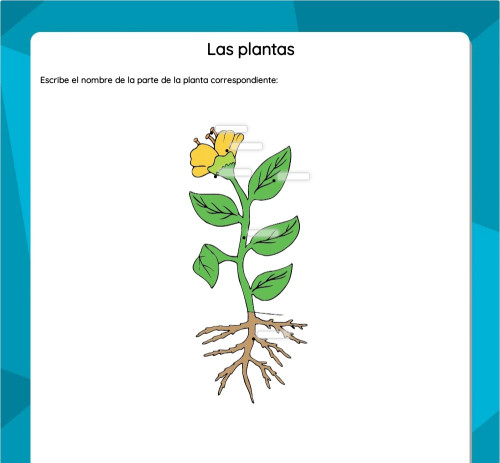 LAS PLANTAS. Ficha interactiva | TopWorksheets