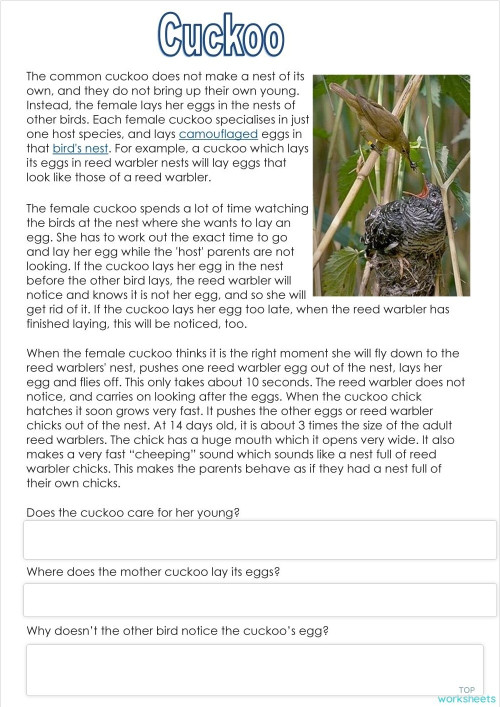 Cuckoo Comprehension. Interactive worksheet | TopWorksheets
