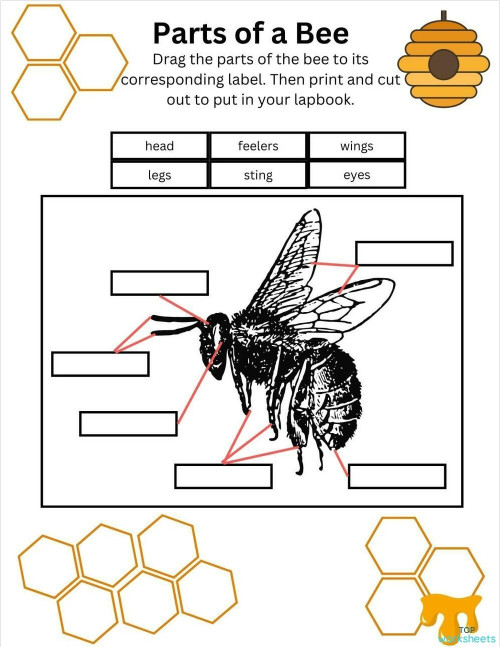Parts of a Bee. Interactive worksheet | TopWorksheets