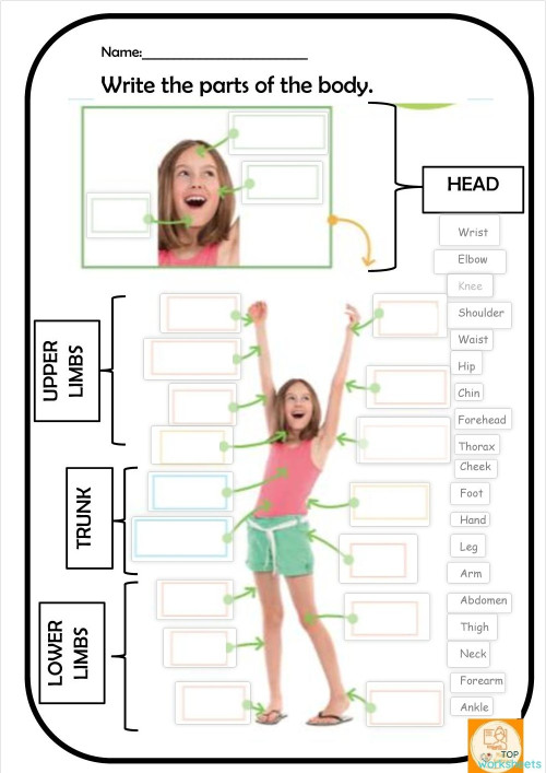 My body parts. Interactive worksheet | TopWorksheets