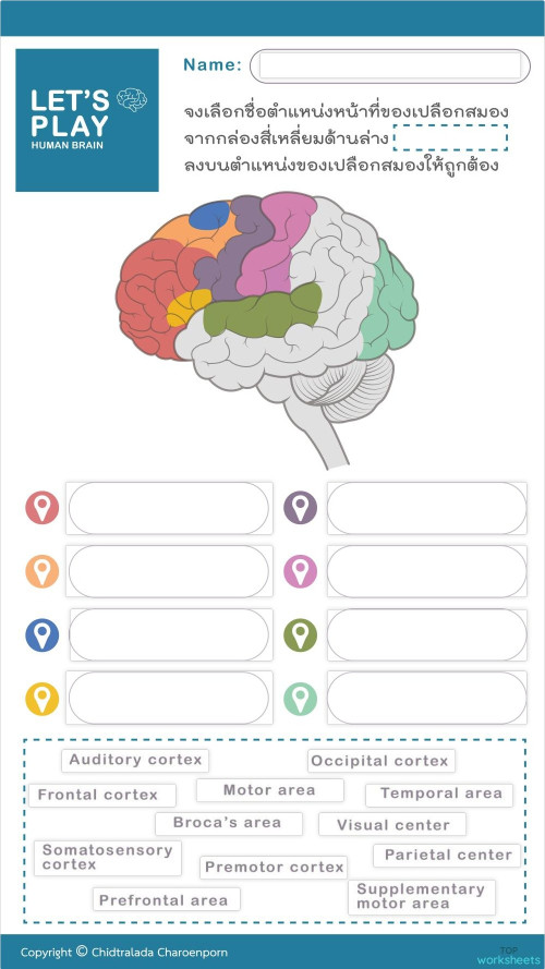 Functional areas of cerebral cortex ใบงานเชิงโต้ตอบ | TopWorksheets